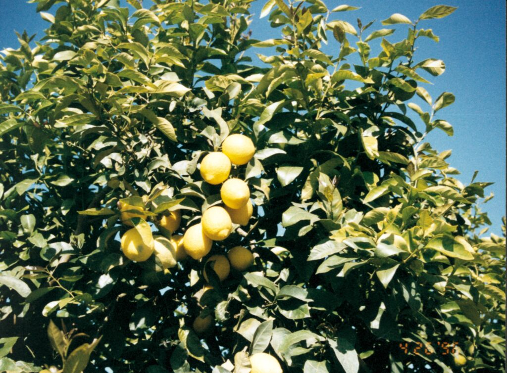 Grow bigger and better citrus trees with MultiFIX