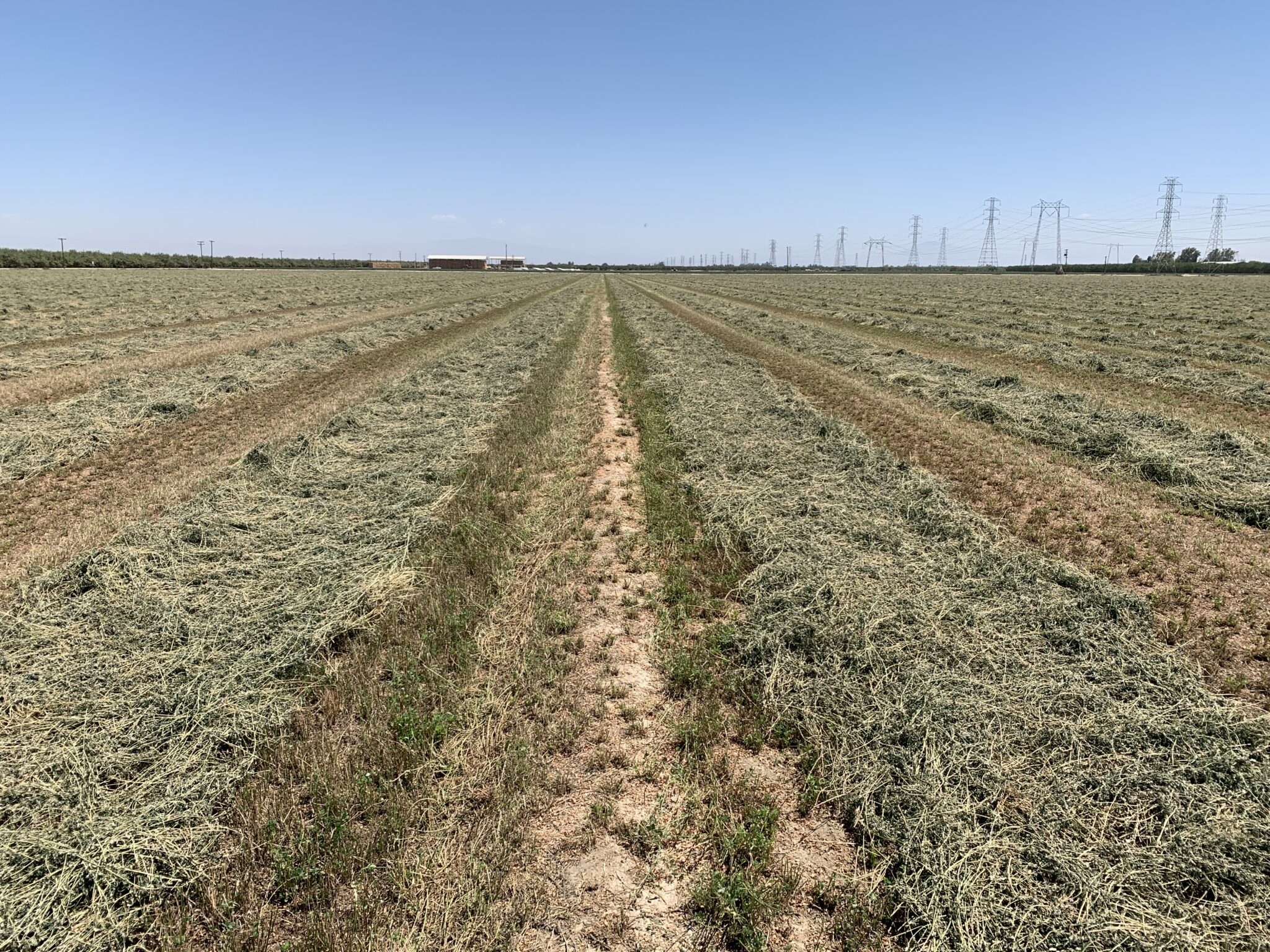 A cornucopia of categories for crops