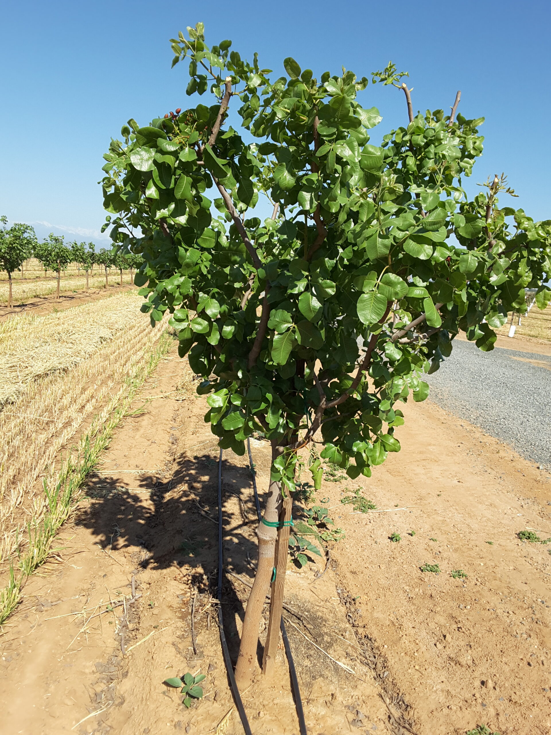 Smarter Farming: Profitable Pistachios