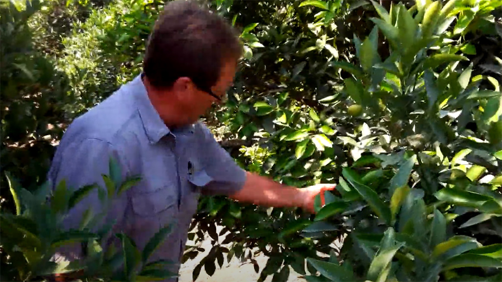 Grow bigger and better citrus trees with MultiFIX