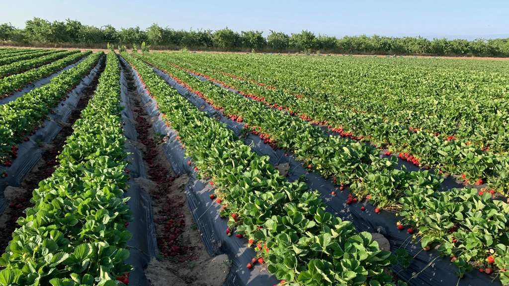 How do I grow the best specialty crops?