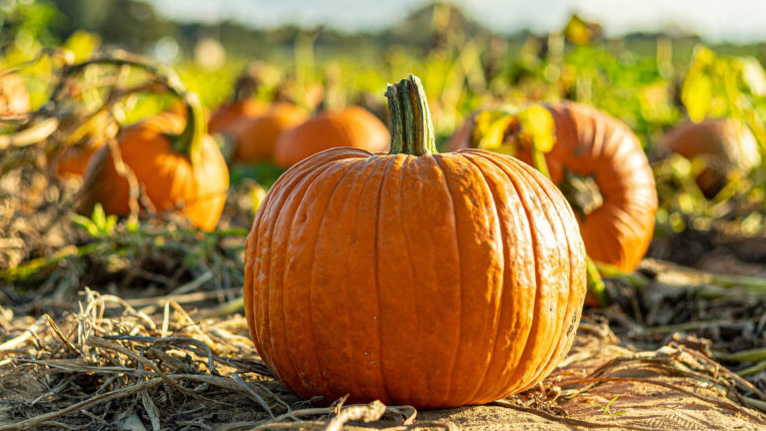 How do I grow the best specialty crops?