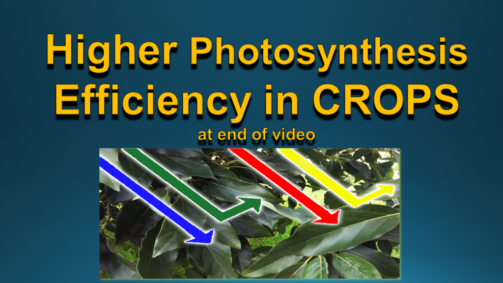 Higher Photosynthesis Efficiency
