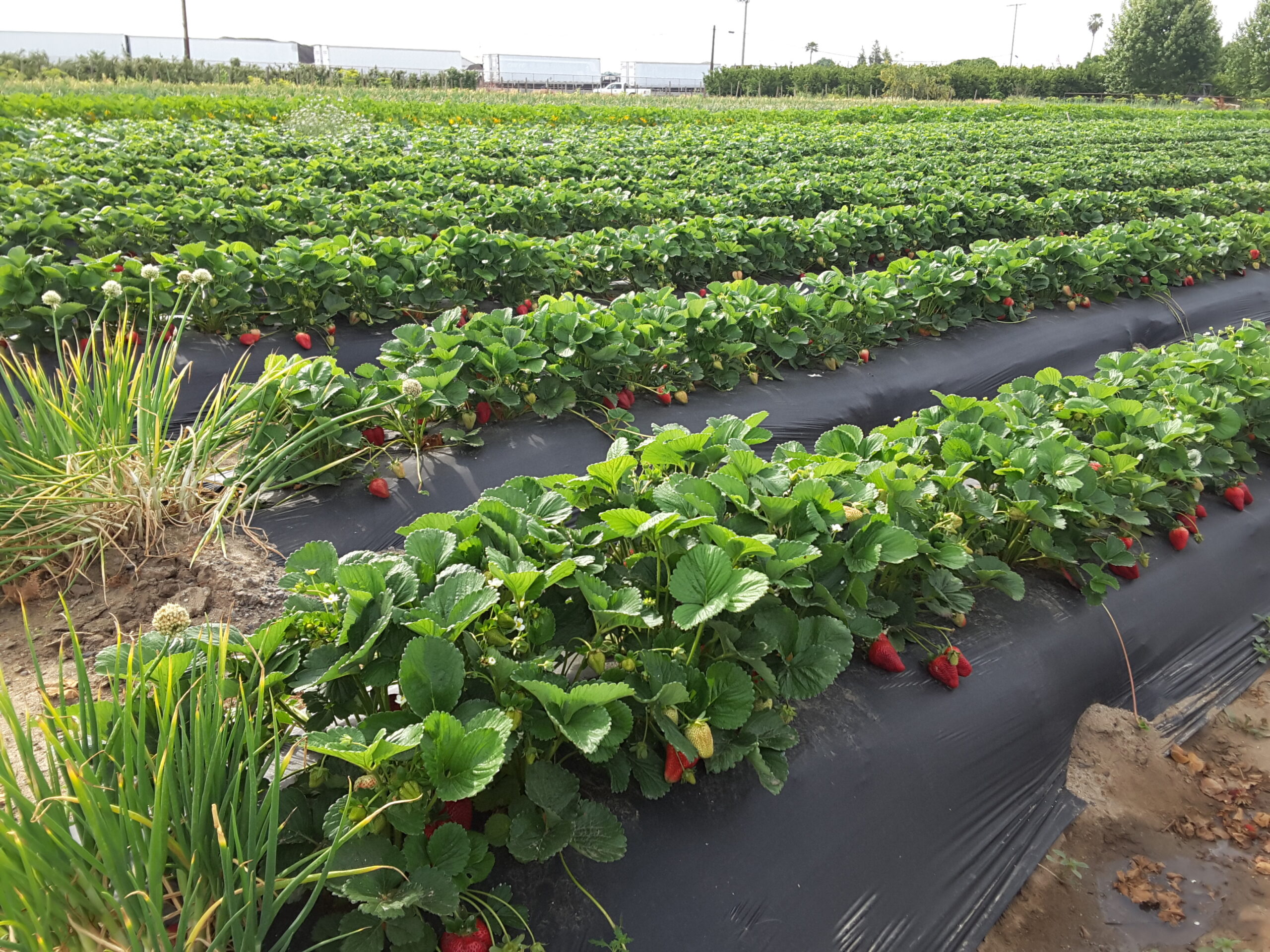 How do I grow the best specialty crops?