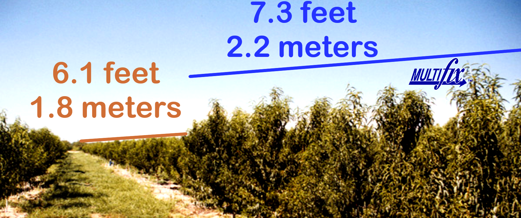 How can I make new trees grow faster?